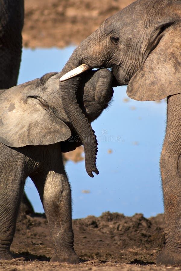 Young Elephants Playing stock image. Image of outdoors - 22540593