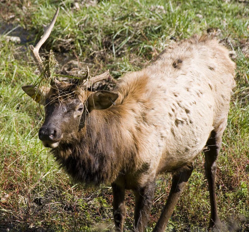 Young elk stock image. Image of venison, hunting, antlers - 11316749