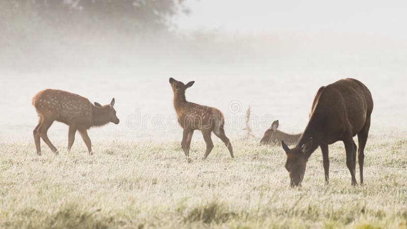 Young Elk Exploring on a Cold Misty Morning Stock Image - Image of ...