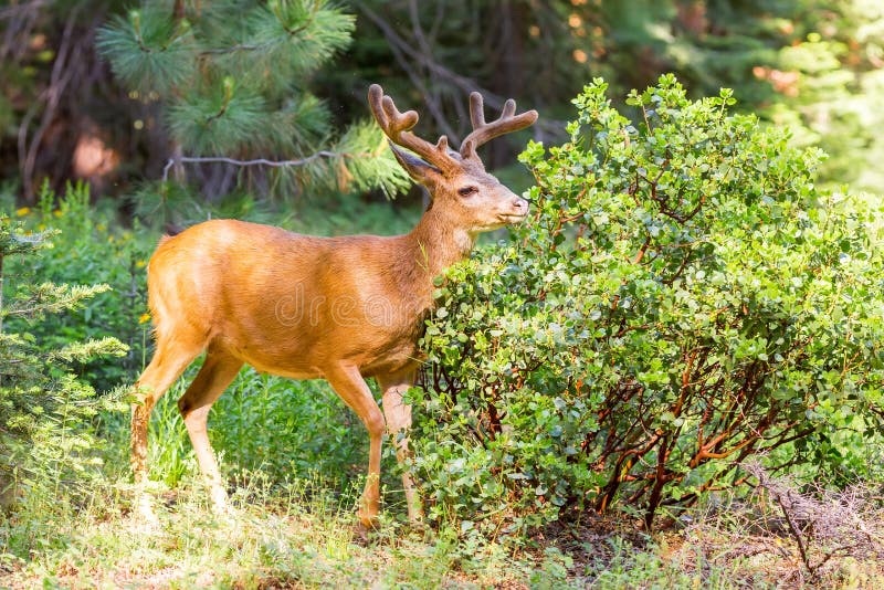 Young elk in forest. stock image. Image of cervus, contact - 84111649
