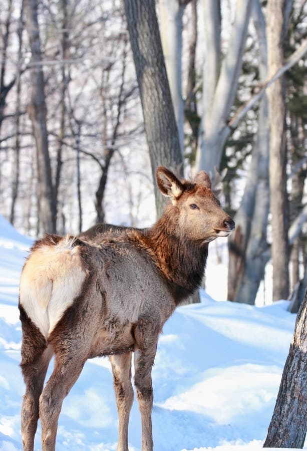 Young Elk In A Winter Forest Stock Photo - Image of coat, outdoors ...