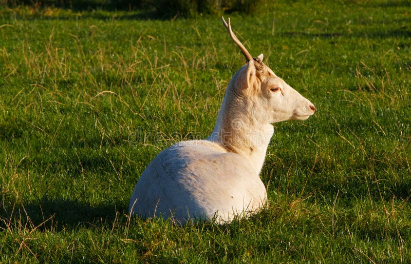 Young elk grass field stock image. Image of mammal, mountains - 17127361