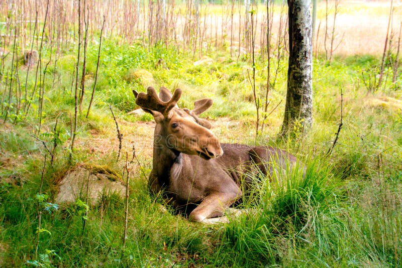 Young elk in the grass stock image. Image of young, outdoors - 77753955