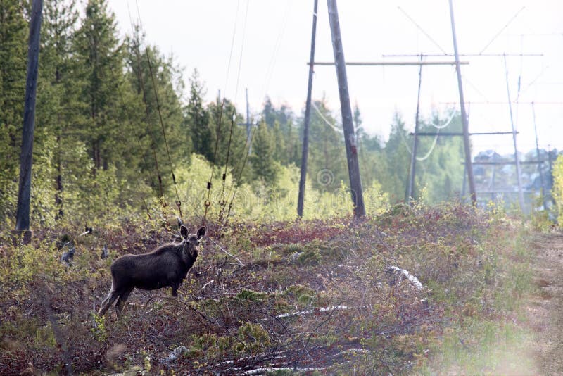 Young Elk Passes Cutting Down Under High-voltage Line Stock Image ...