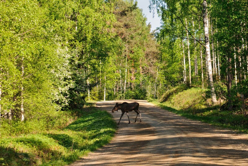 Young elk in spring stock image. Image of gravel, leaves - 161850677