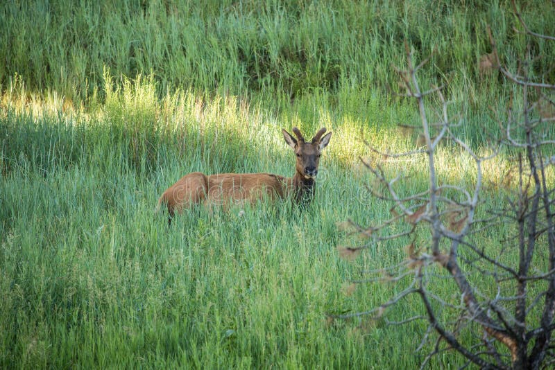 Male Elk Yearling Grass Colorado Stock Photos - Free & Royalty-Free ...