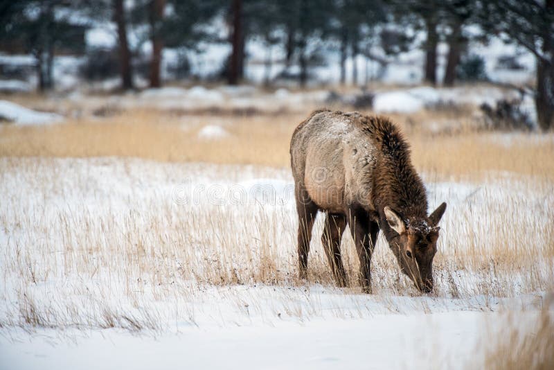 Young Elk in Winter stock image. Image of horizontal - 48913409