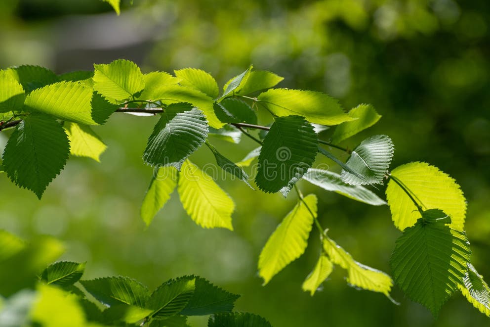 The Young Elm Leaves in the Spring Stock Photo - Image of foliage ...