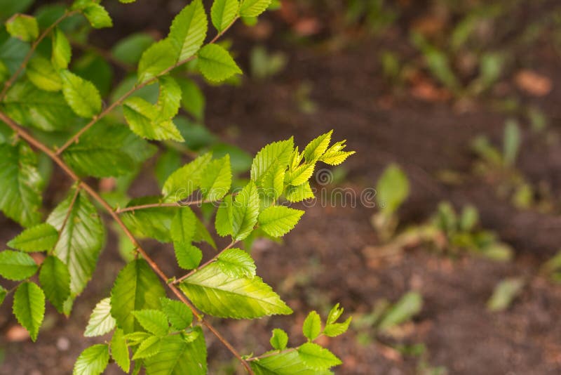 Elm Branch Stock Photos - Download 1,888 Royalty Free Photos