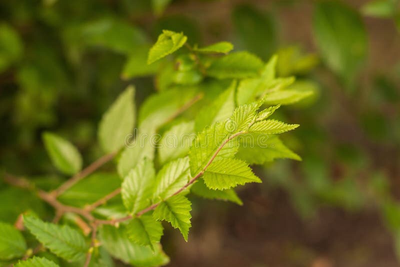 Elm Branch Stock Photos - Download 1,888 Royalty Free Photos
