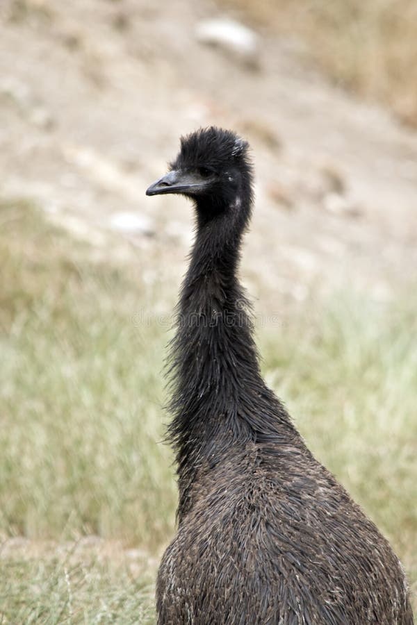 Young emu bird stock image. Image of beak, black, brown - 108911783