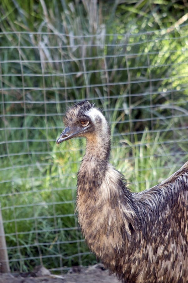 This is a Young Emu in a Cage Stock Photo - Image of bird, neck: 232146770