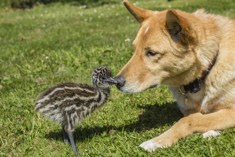 Young Emu Chick with Cute Dog Together Stock Image - Image of meat ...