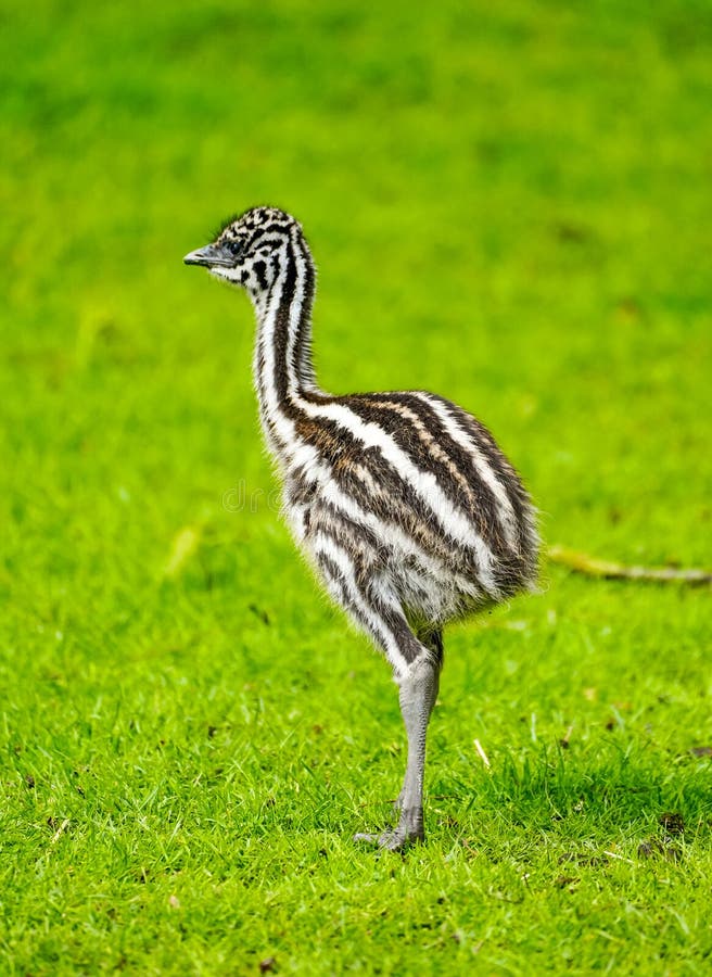 Young Emu. Flightless Ratite Stock Image - Image of animal ...