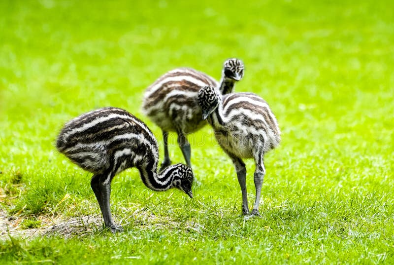 Young Emu. Flightless Ratite Stock Photo - Image of novaehollandiae ...