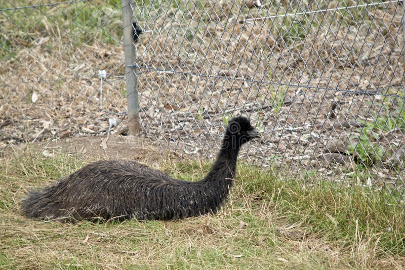 The young emu stock image. Image of long, brown, resting - 108021433