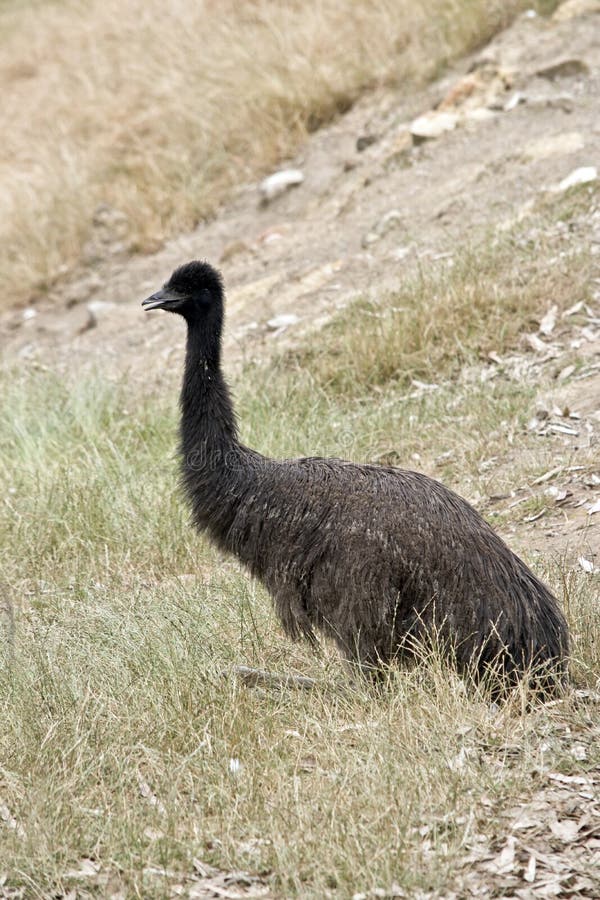 A young emu stock photo. Image of birds, feathers, black - 108421238
