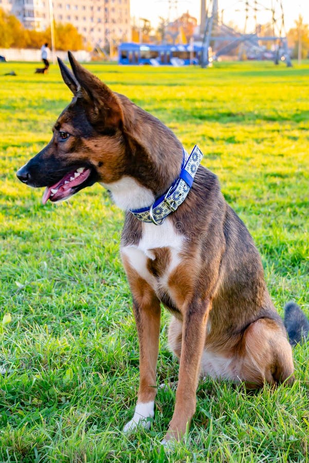 Young Energetic Half-breed Dog with Handmade Collar Walks in the Meadow ...