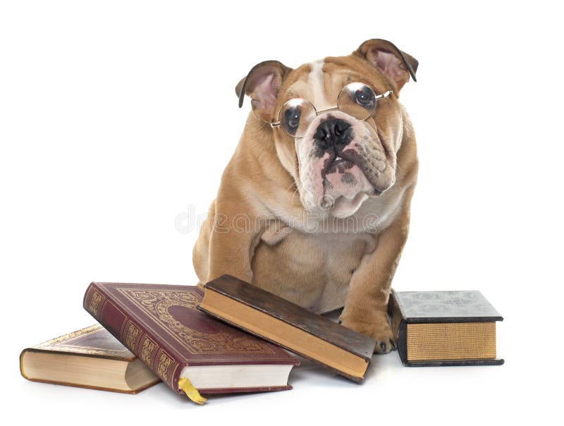 Young English Bulldog Books Stock Photos - Free & Royalty-Free Stock ...