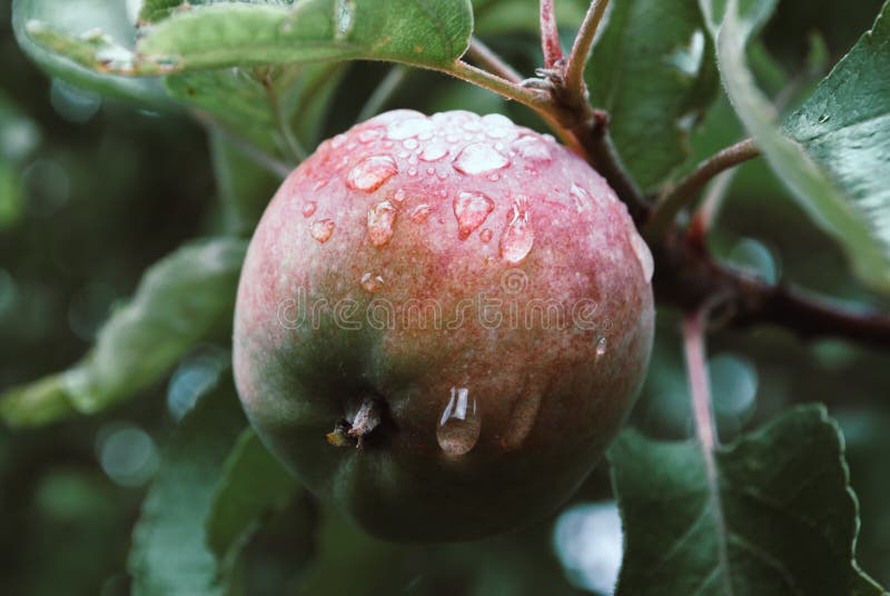 Young, Environmentally Friendly, Apple on a Branch of an Apple T Stock ...