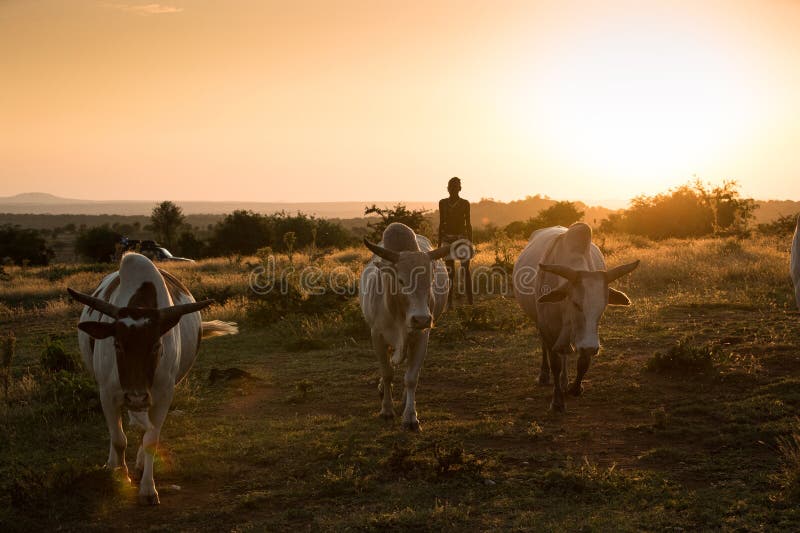 Young Ethiopian Shepherd with Cows in the Gold Sunset Light Stock Image ...