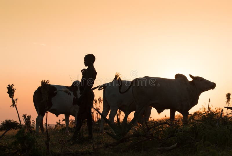 Young Ethiopian Shepherd with Cows in the Gold Sunset Light Stock Photo ...