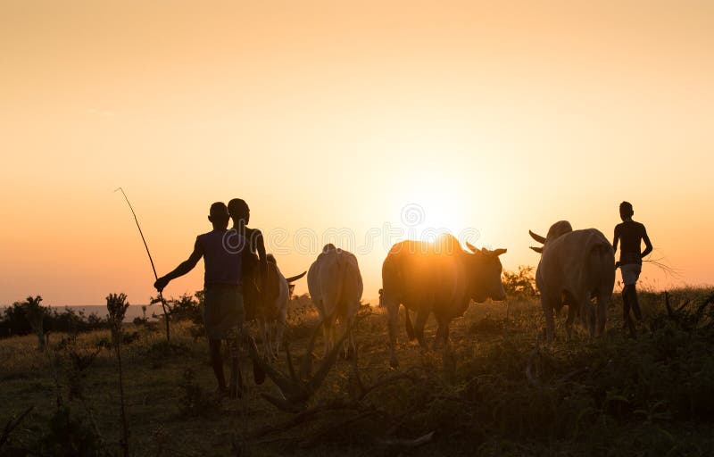 Young Ethiopian Shepherd with Cows in the Gold Sunset Light Editorial ...