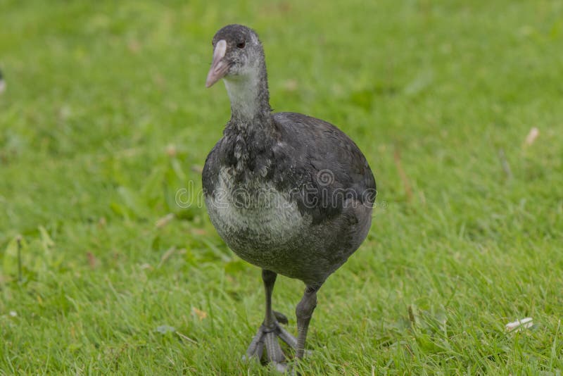Young Eurasian Coot Walking at Amsterdam the Netherlands 29-7-2020 ...