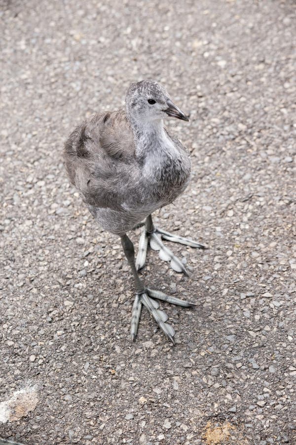 The Young Eurasian Coot is Walking on a Pier Stock Image - Image of ...