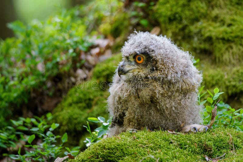 Young Eurasian Eagle-owl on the Moss Looking To the Left Side. Stock ...