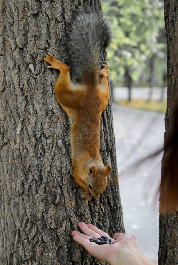 The Young Eurasian Red Squirrel Sciurus Vulgaris Eating Out of a Human ...