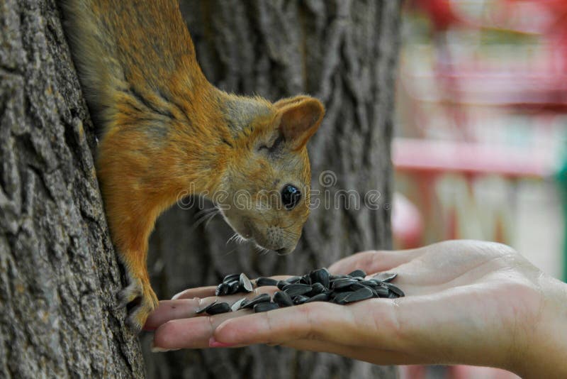Young Eurasian Red Squirrel Sciurus Vulgaris Eating Out Human Hand ...