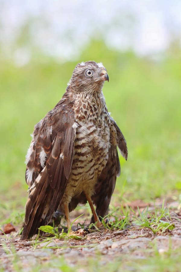 Young Eurasian Sparrowhawk in Spring Stock Image - Image of young ...