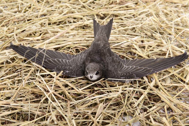 The Baby Bird Of Common Swift Stock Photo - Image of aves, nest: 27199760