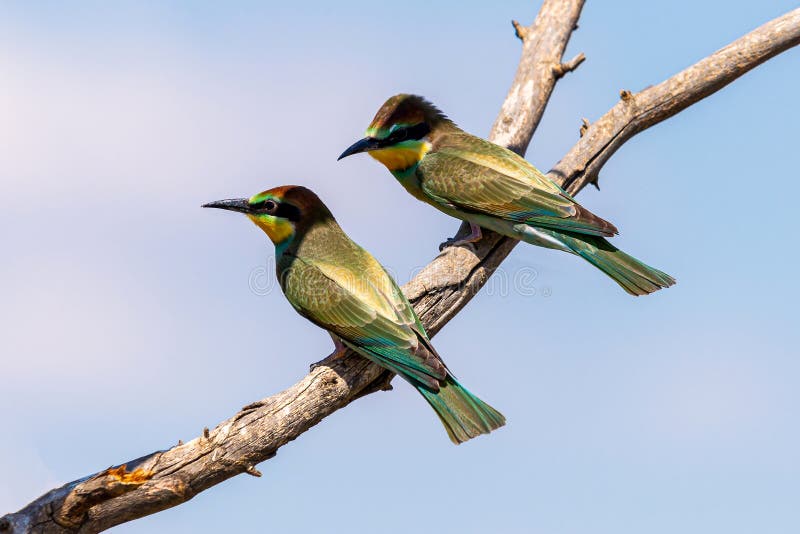 Young European Bee Eater, Merops Apiaster. Common Bee-eater Stock Photo ...