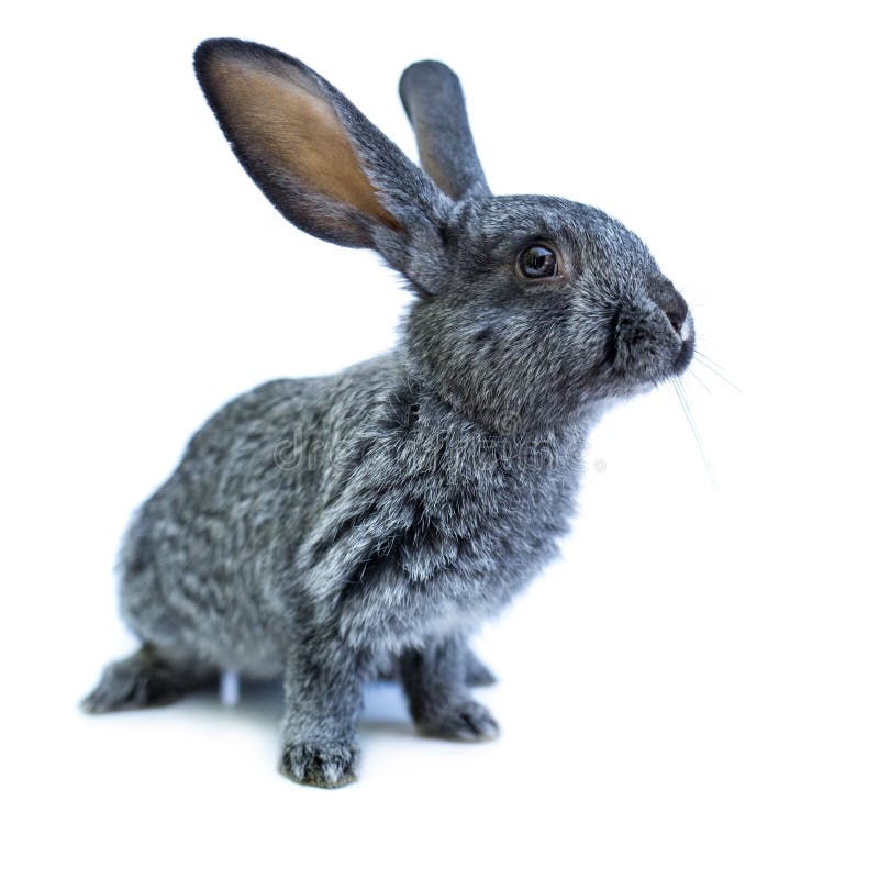 Young European Brown Rabbit on White Background Stock Photo - Image of ...