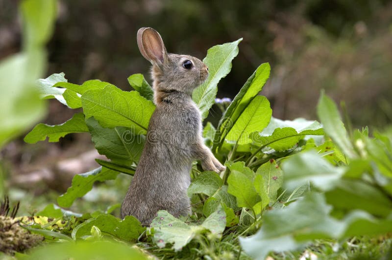 Young European Rabbit, Oryctolagus Cuniculus, Normandy Stock Image ...