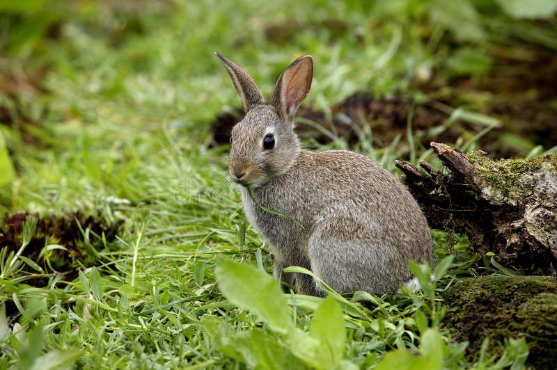 Young European Rabbit, Oryctolagus Cuniculus, Normandy Stock Photo ...