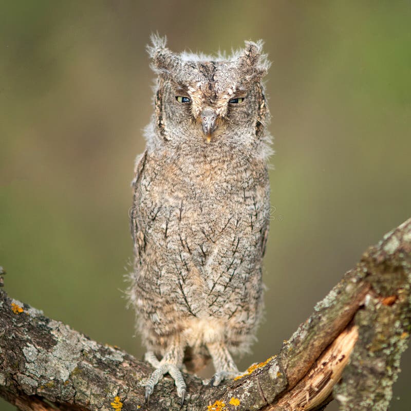 Young European Scops Owl Otus Scops Sitting on a Branch Stock Photo ...