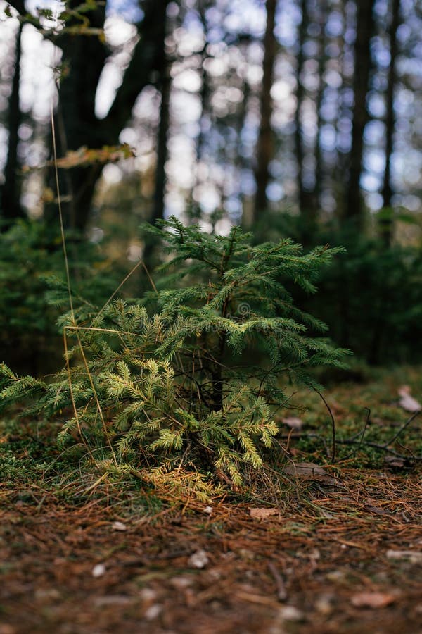 Small Evergreen Sapling Growing Amidst Tall Trees in a Serene Forest ...