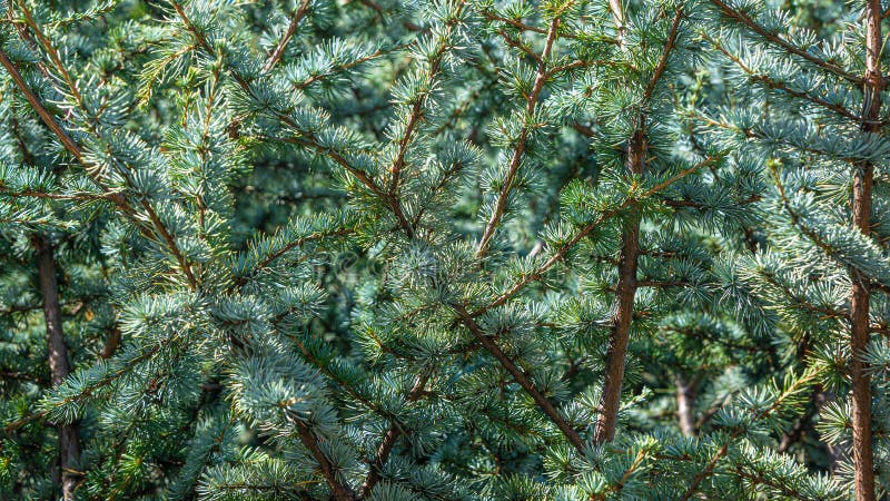 Young Evergreen Spruce Tree As a Background and Texture, Details ...