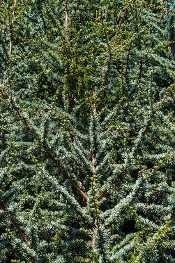 Young Evergreen Spruce Tree As a Background and Texture, Details ...