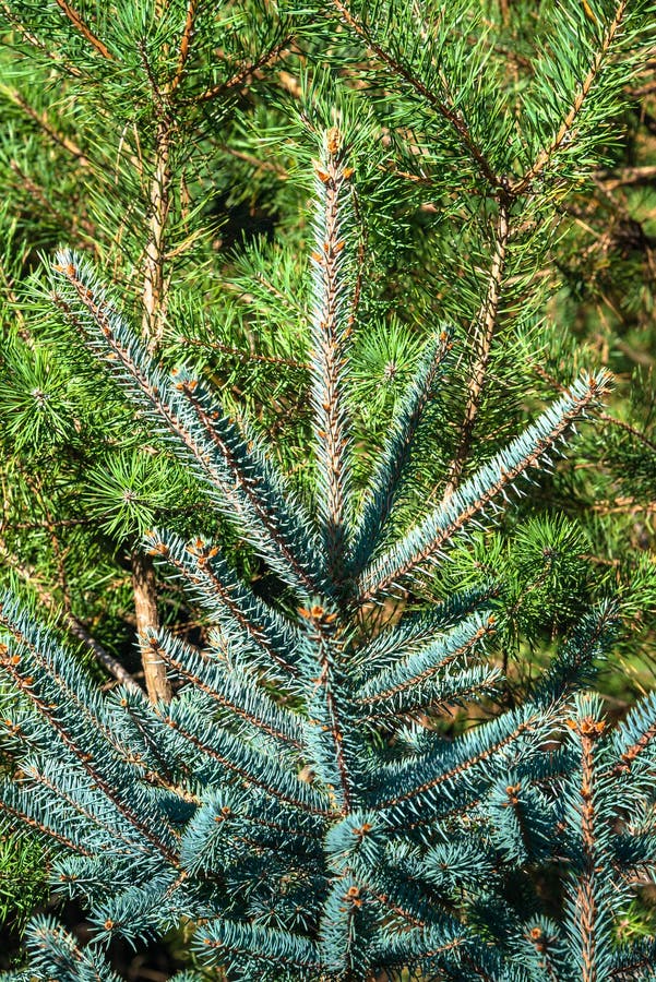 Young Evergreen Spruce Tree As a Background and Texture, Details ...