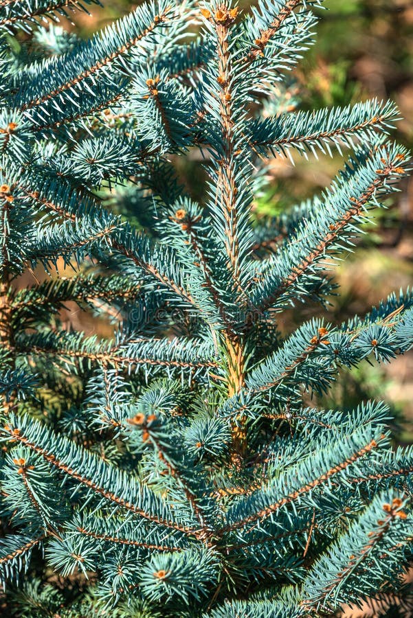 Young Evergreen Spruce Tree As a Background and Texture, Details ...
