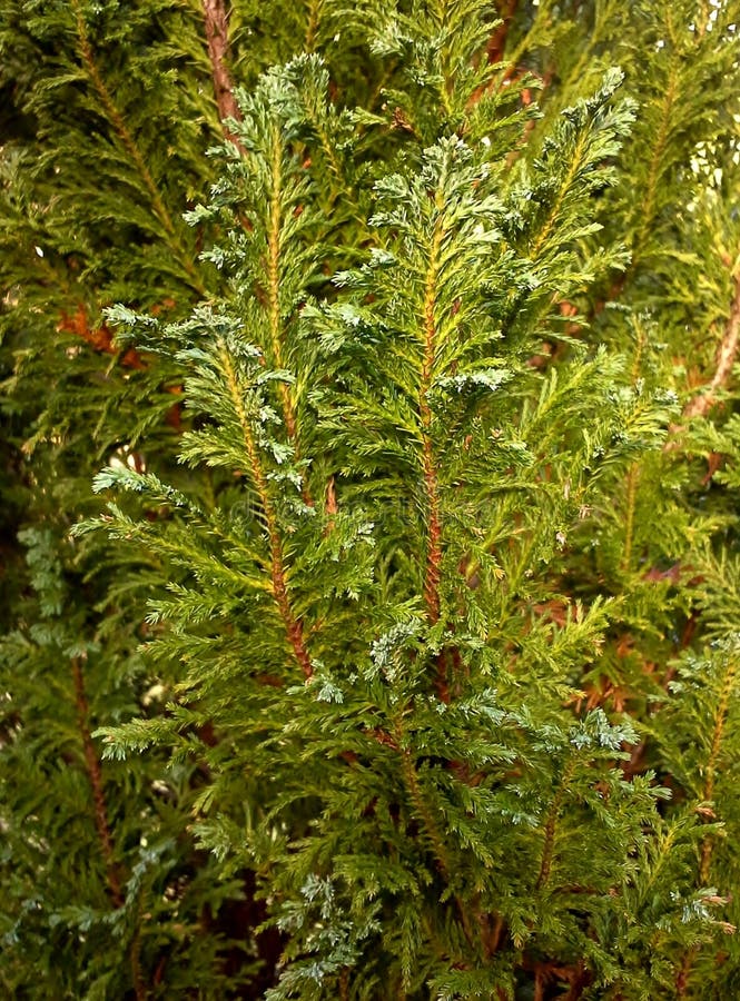 Young Evergreen stock photo. Image of evergreen, twigs - 91815152