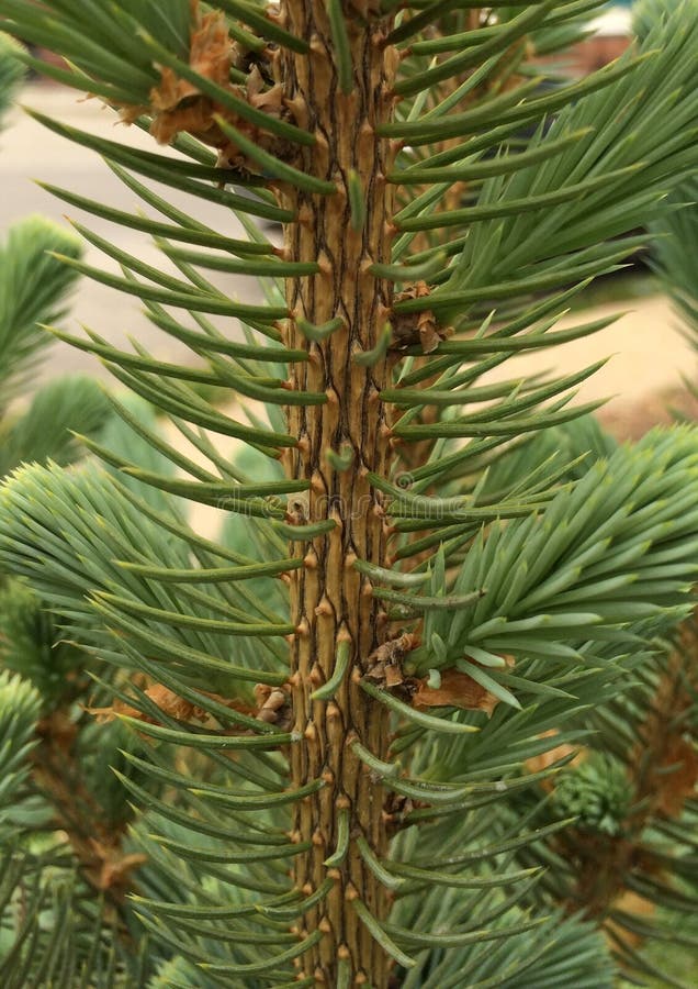 Young evergreen trunk stock image. Image of evergreen - 53596013