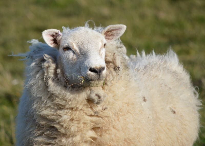 Two Young Lambs Feeding from Mother Ewe Stock Photo - Image of baby ...