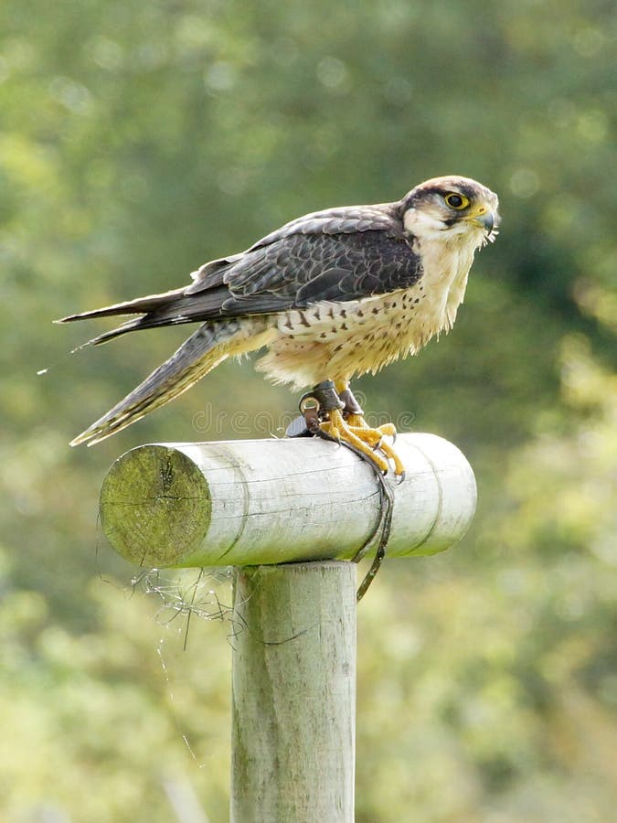 Falcon on perch Falconry stock image. Image of eagle - 199711967