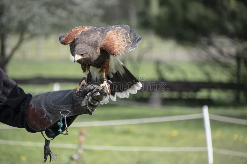 Young Falcon Training for Falconry Sits Perched on the Trainer`s Gloved ...