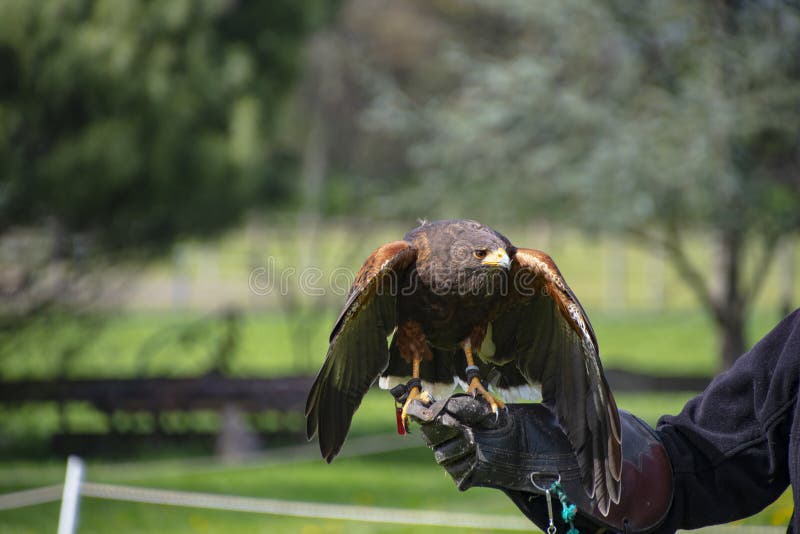 Young Falcon Training for Falconry Sits Perched on the Trainer`s Gloved ...